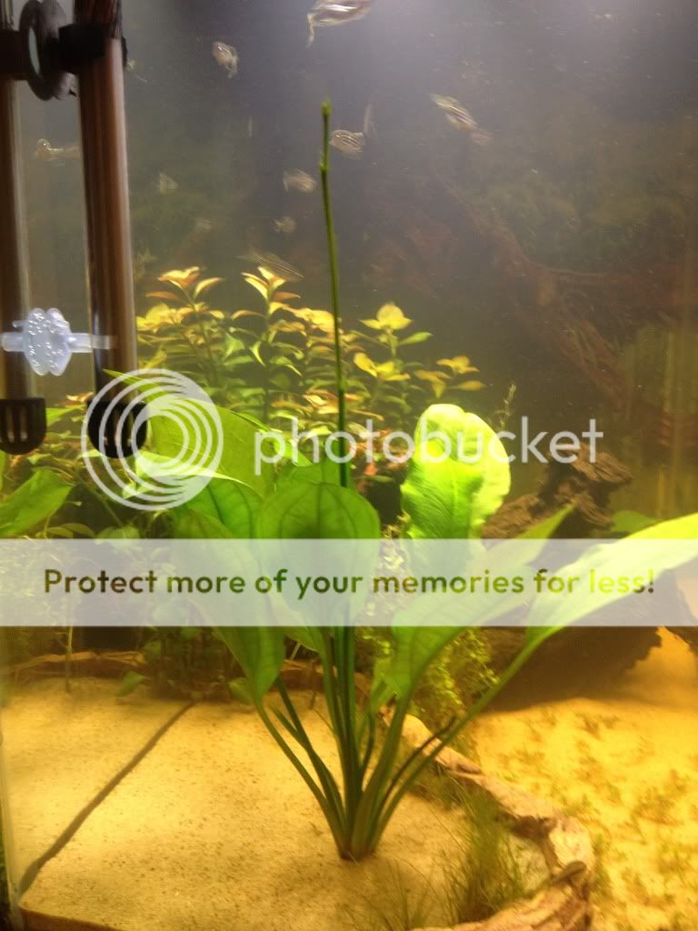Amazon Sword Care help : r/Aquariums