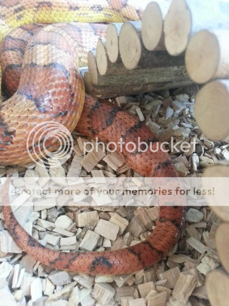 lump? | Reptile Forums