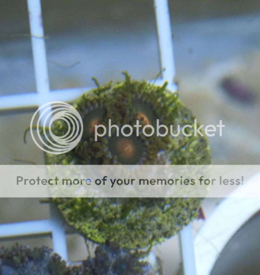 Zoa/Paly Frags For sale - Reef Central Online Community